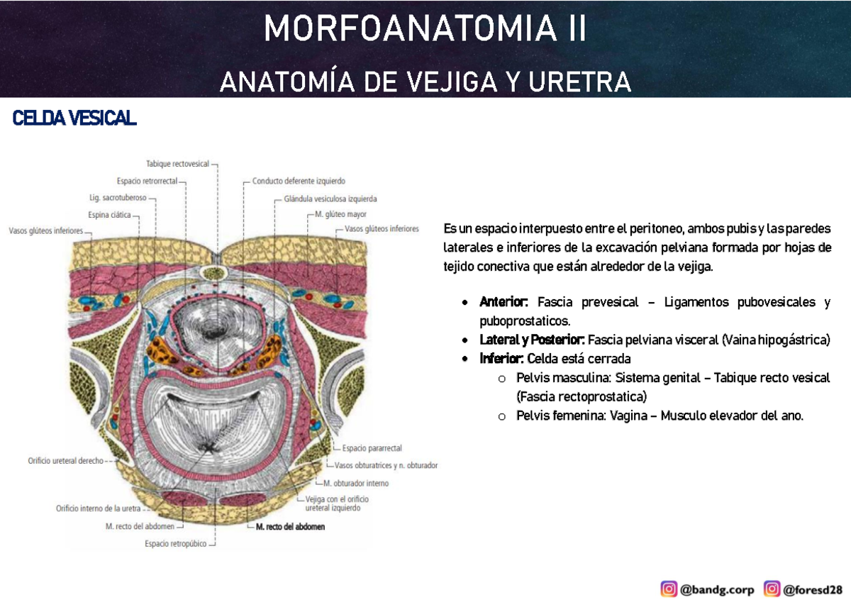 Semana 12 Parte 2 - Anatomía de la vejiga - MORFOANATOMIA II ANATOMÍA DE VEJIGA Y URETRA CELDA ...