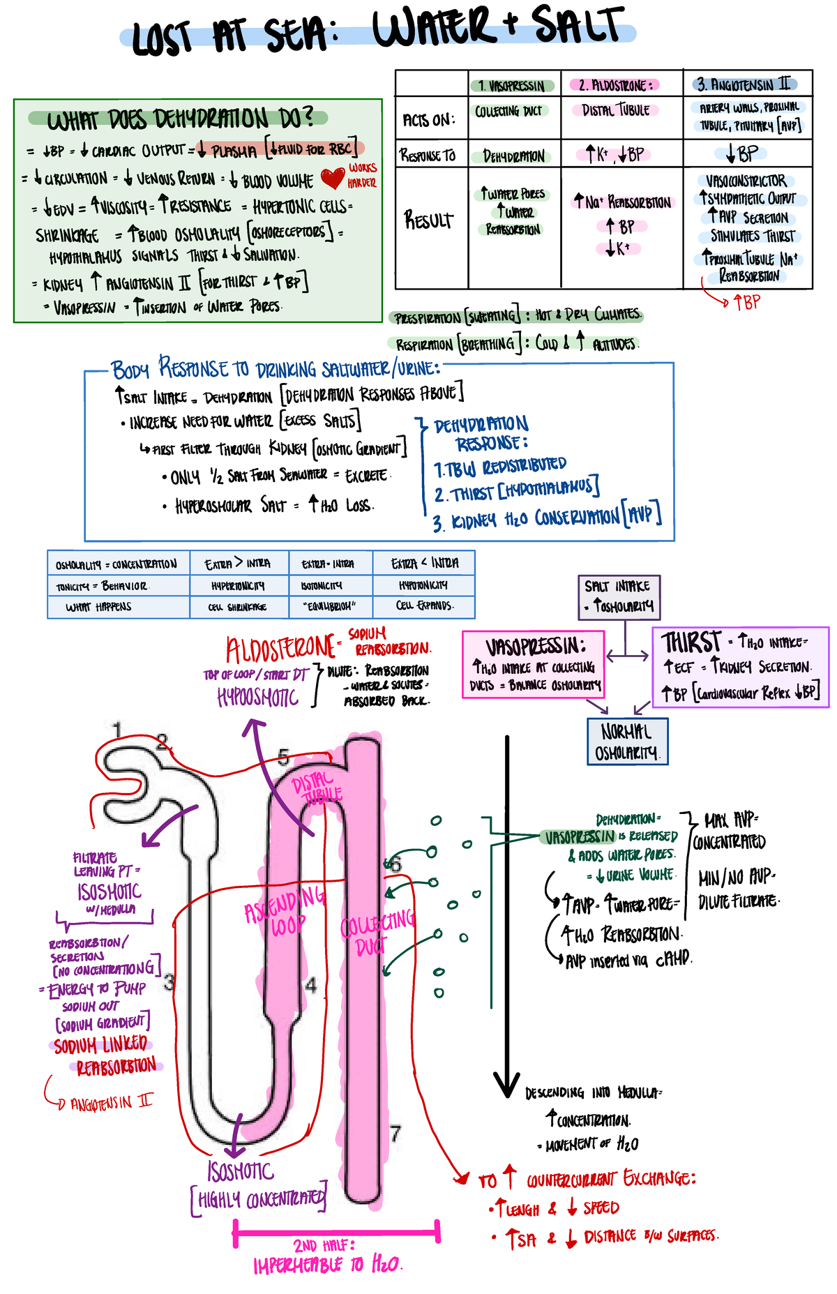 Biol 3216 Cheat Sheets - Renal and Thermoregulation condensed notes ...