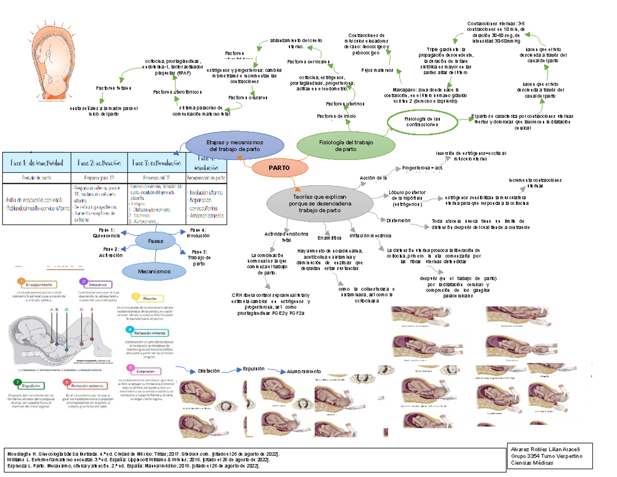 Mapa U3 Parto Pt1 - mapa - Mondragón H. Ginecología básica ilustrada. 4 ...