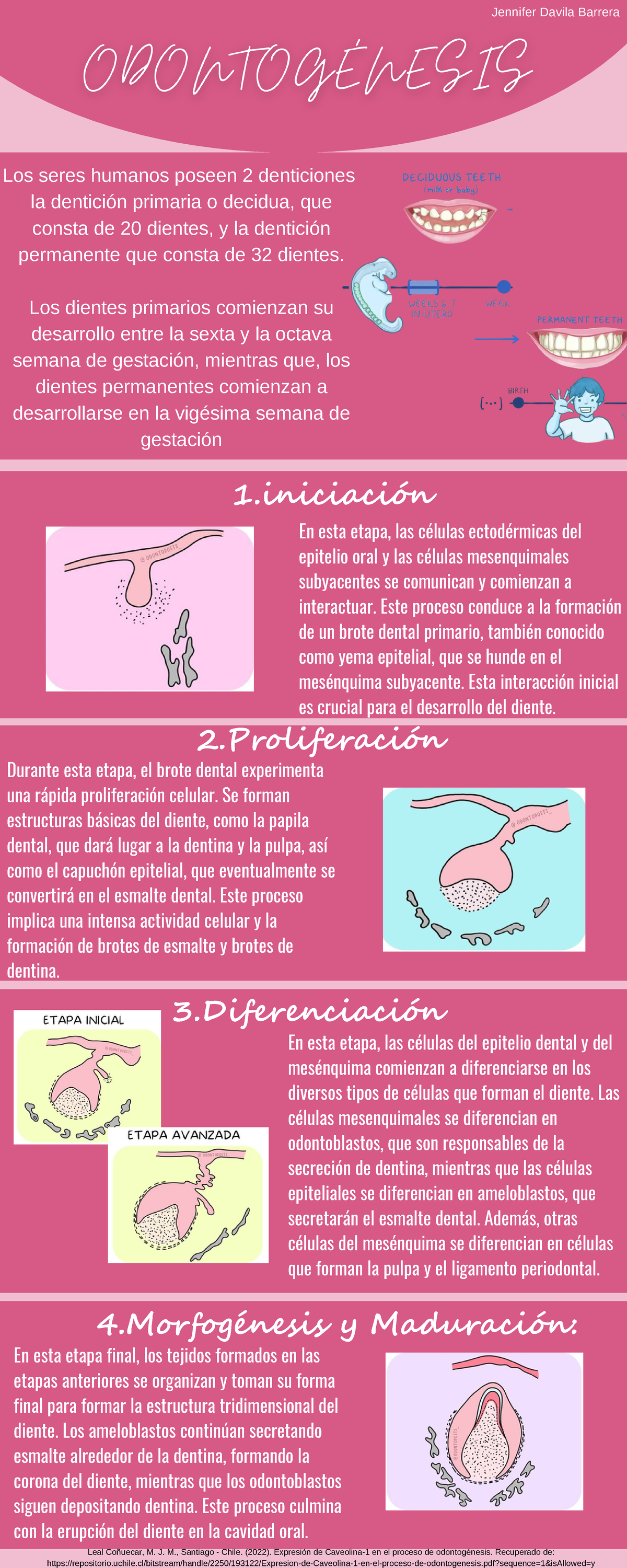 Odontogenesis - Odontogénesis - 1ón En esta etapa, las células ...