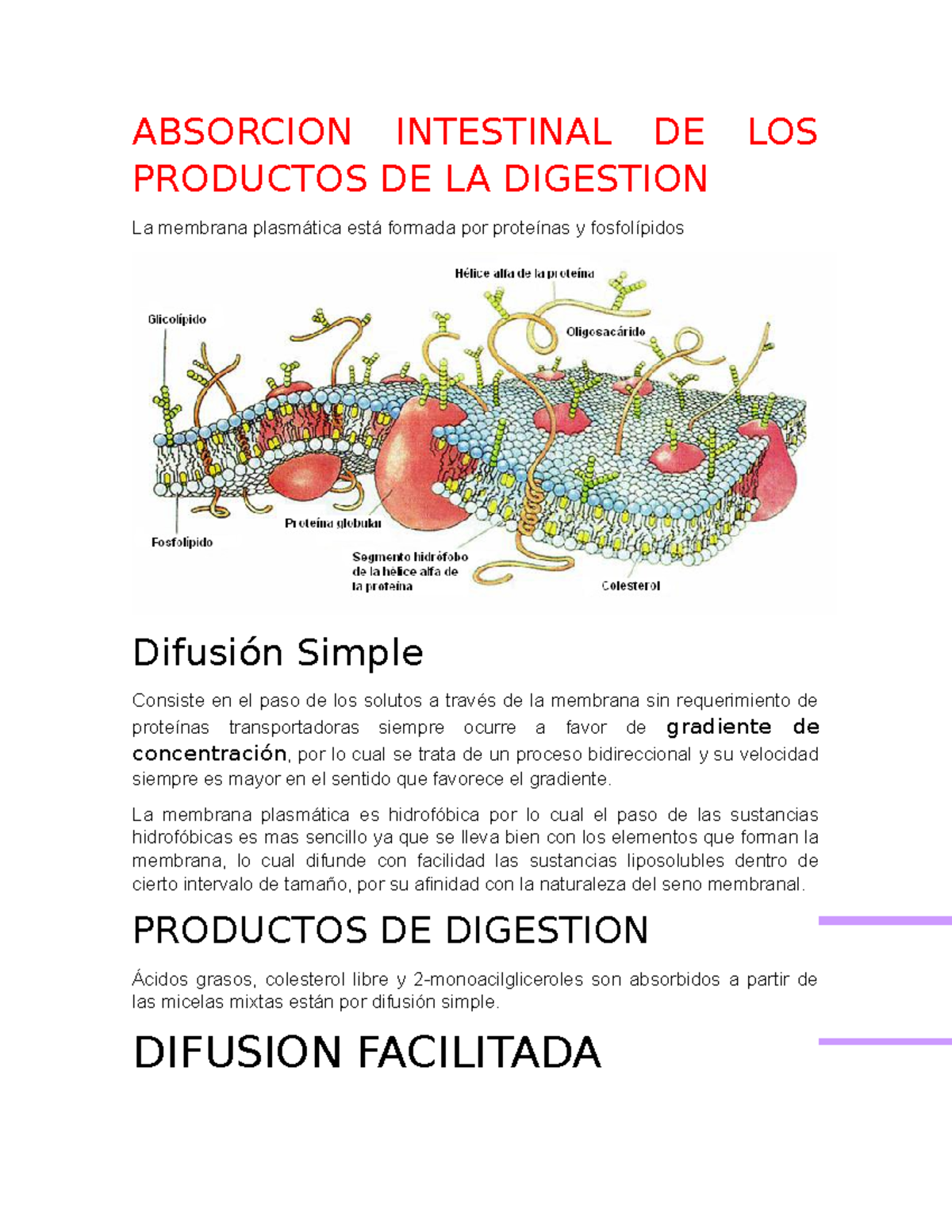 Absorcion Intestinal DE LOS Productos DE LA Digestion - ABSORCION ...
