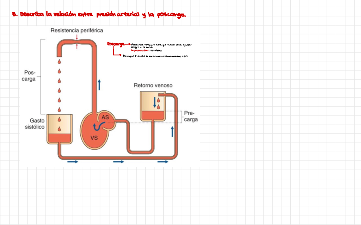 S12 Guía de Sist Circulatorio - 5. Describa la relación entre presión ...