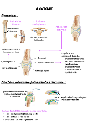 Anatomie descriptive et fonctionnelle du système locomoteur - Anatomie ...