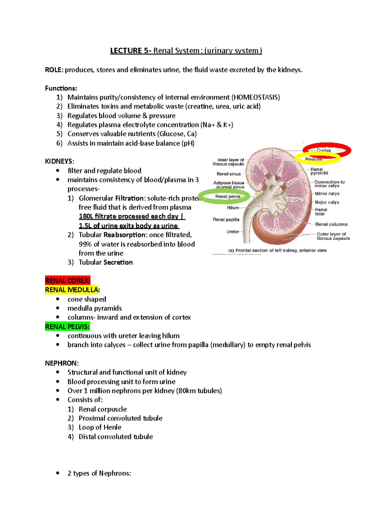 Renal System sheet - Lecture notes 5 - LECTURE 5- Renal System ...