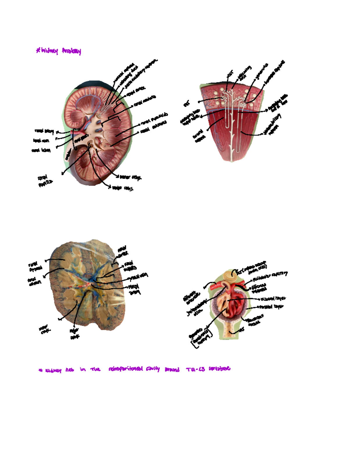 Lab 6 wrap up - Complete summary of lab 6 with extra study materials ...