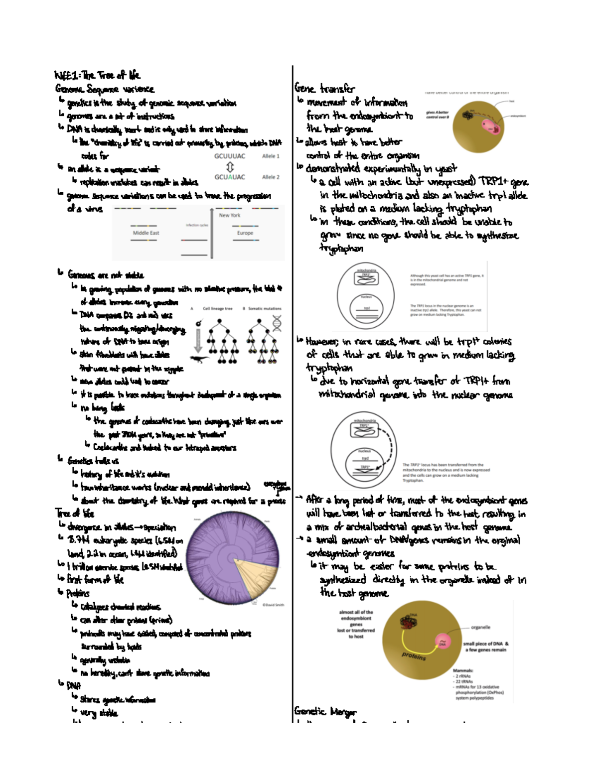 Week 1 - intro in genetics - Biology 2581B - Studocu