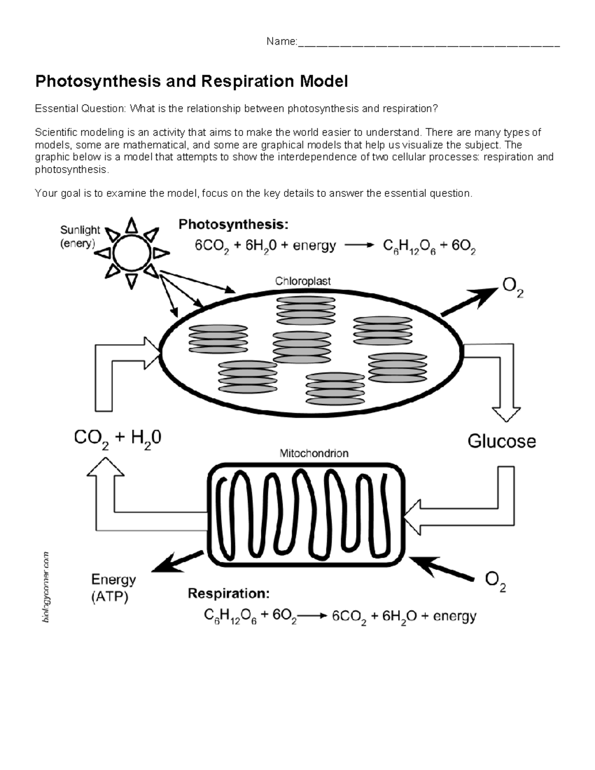 Copy of Photosynthesis and Respiration Model - Name