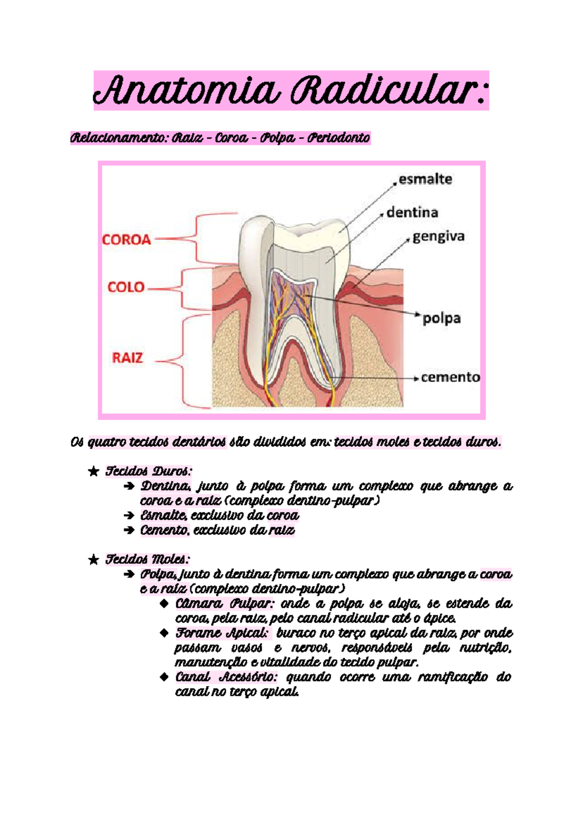 Raízes Permanentes - Resumo de anatomia dental - Anatomia Radicular ...