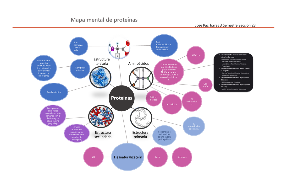 Mapa mental de proteínas - Mapa mental de proteínas Estructura terciaria Aminoácidos Proteínas ...