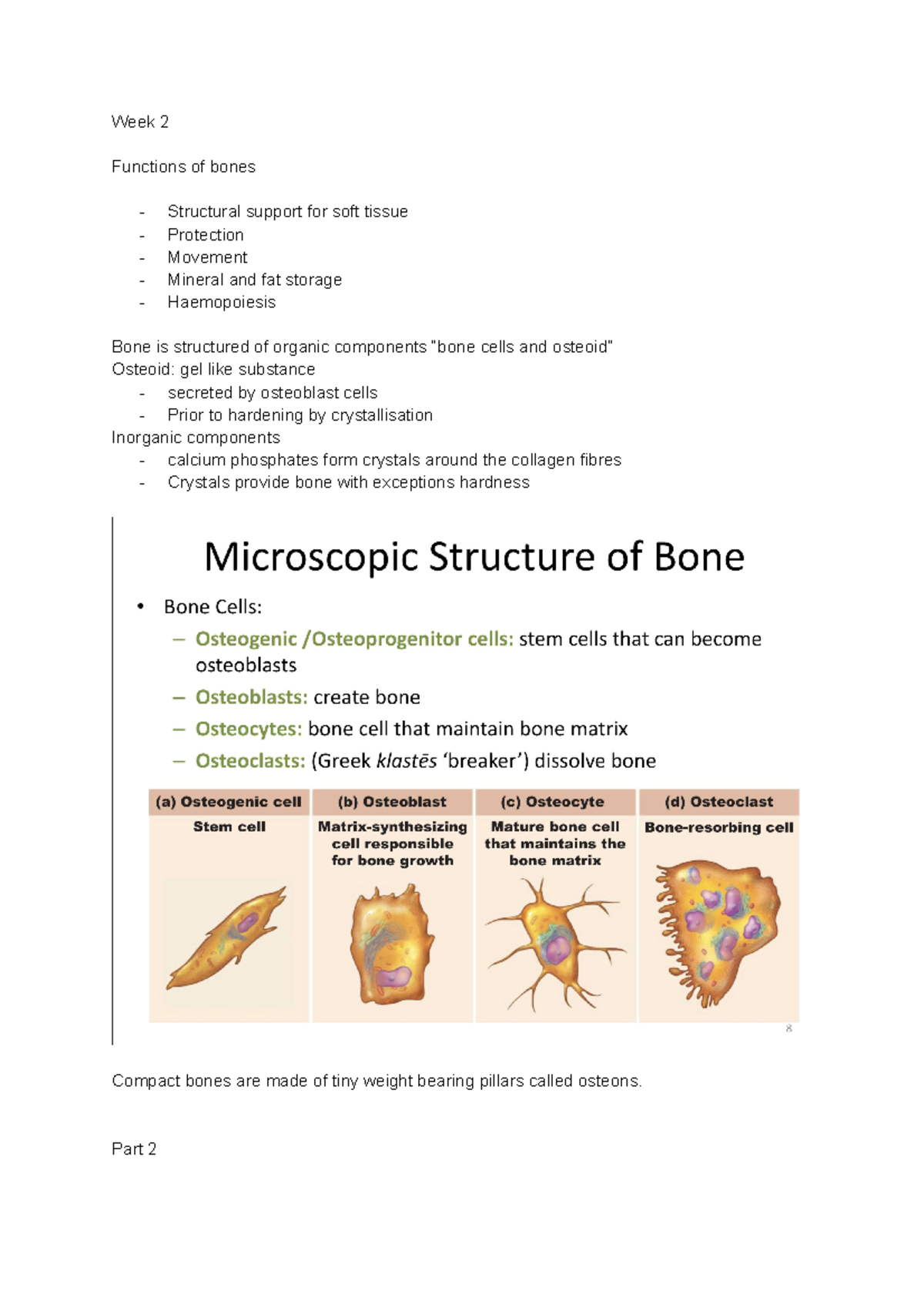 DMHS100 - Week 2 Functions of bones Structural support for soft tissue ...