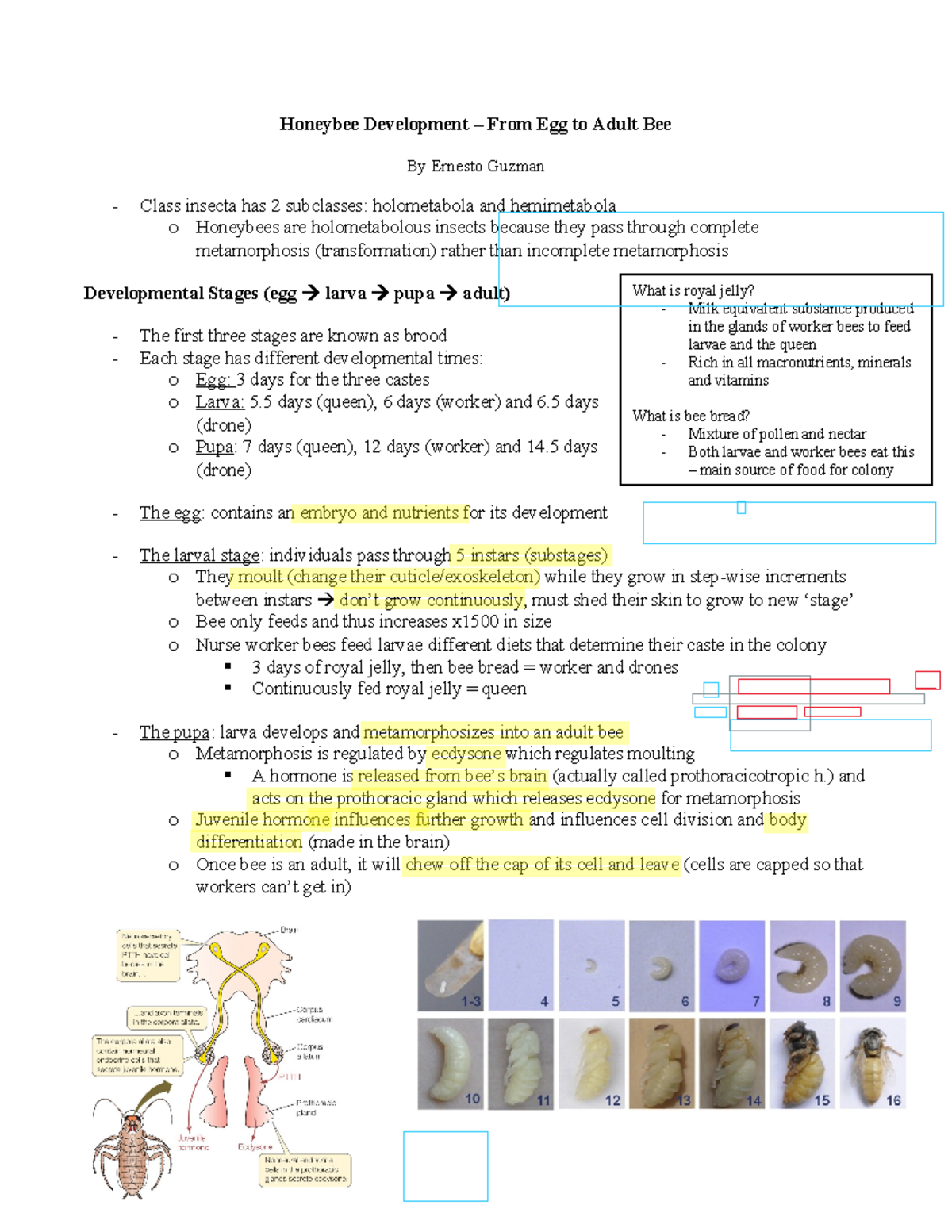 ENVS2210 - Lec 4 - Bee Development Stages - Honeybee Development – From ...
