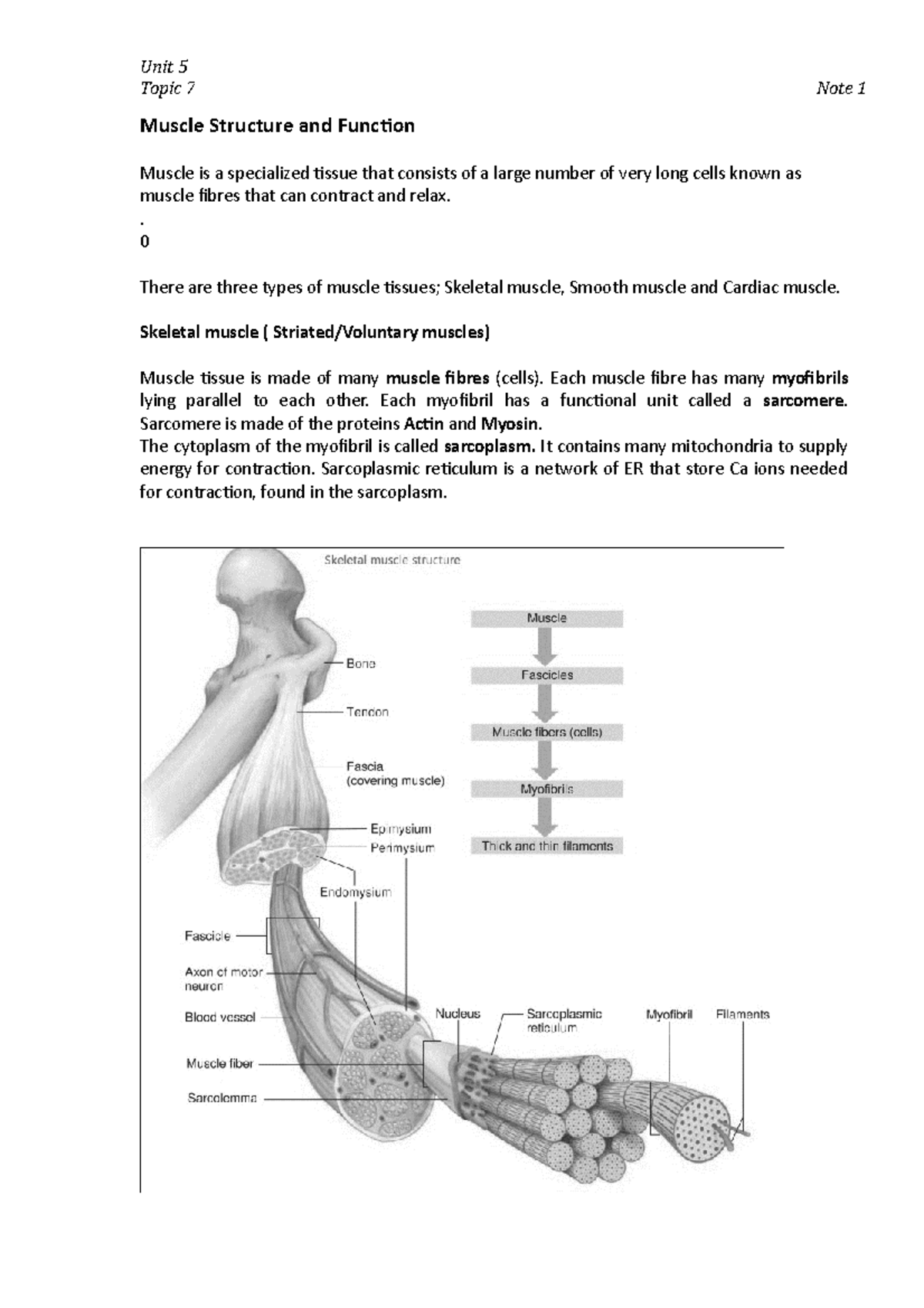 Note 1 Muscles - Alevel biology notes - Topic 7 Note 1 Muscle Structure ...