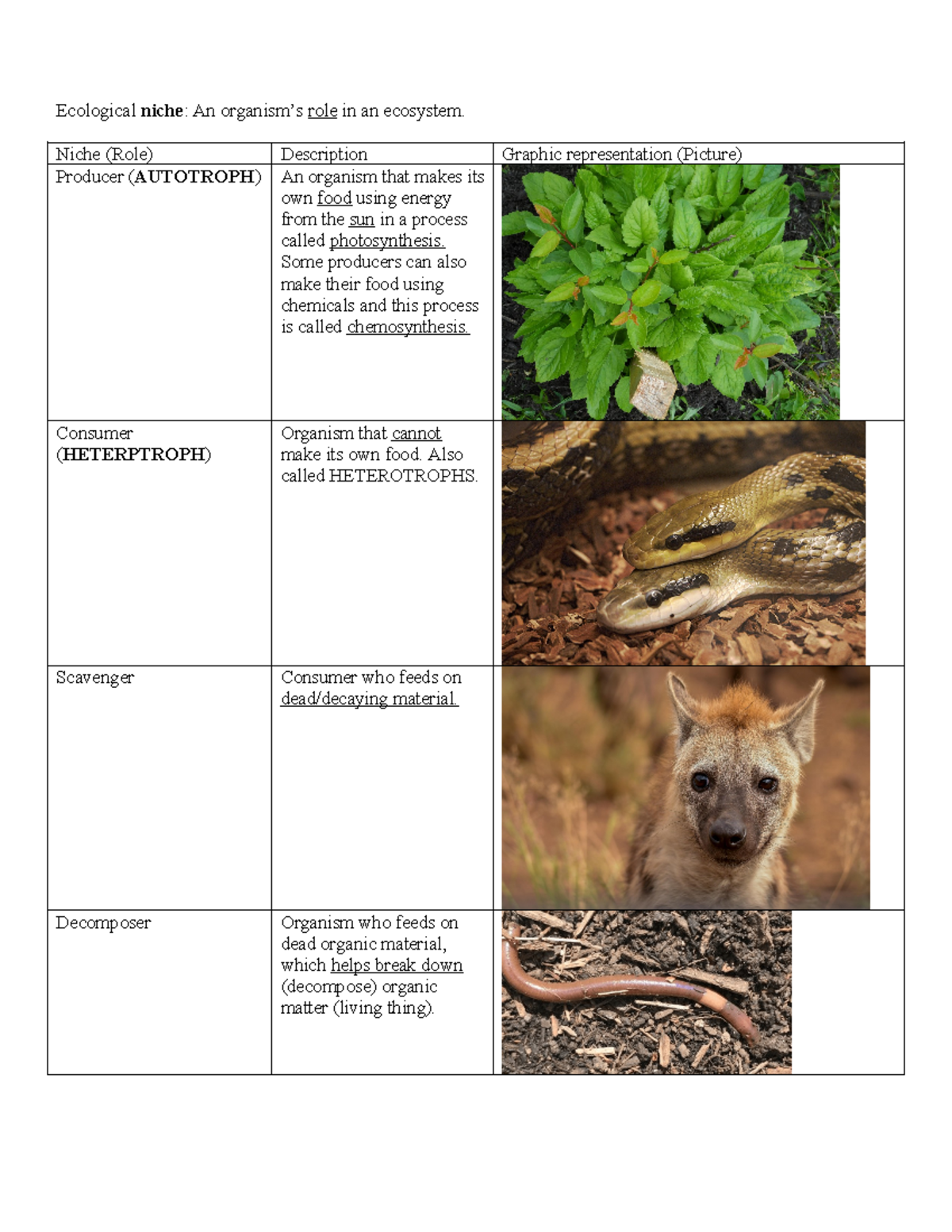 Ecological niche graphics wksht - Ecological niche: An organism’s role ...