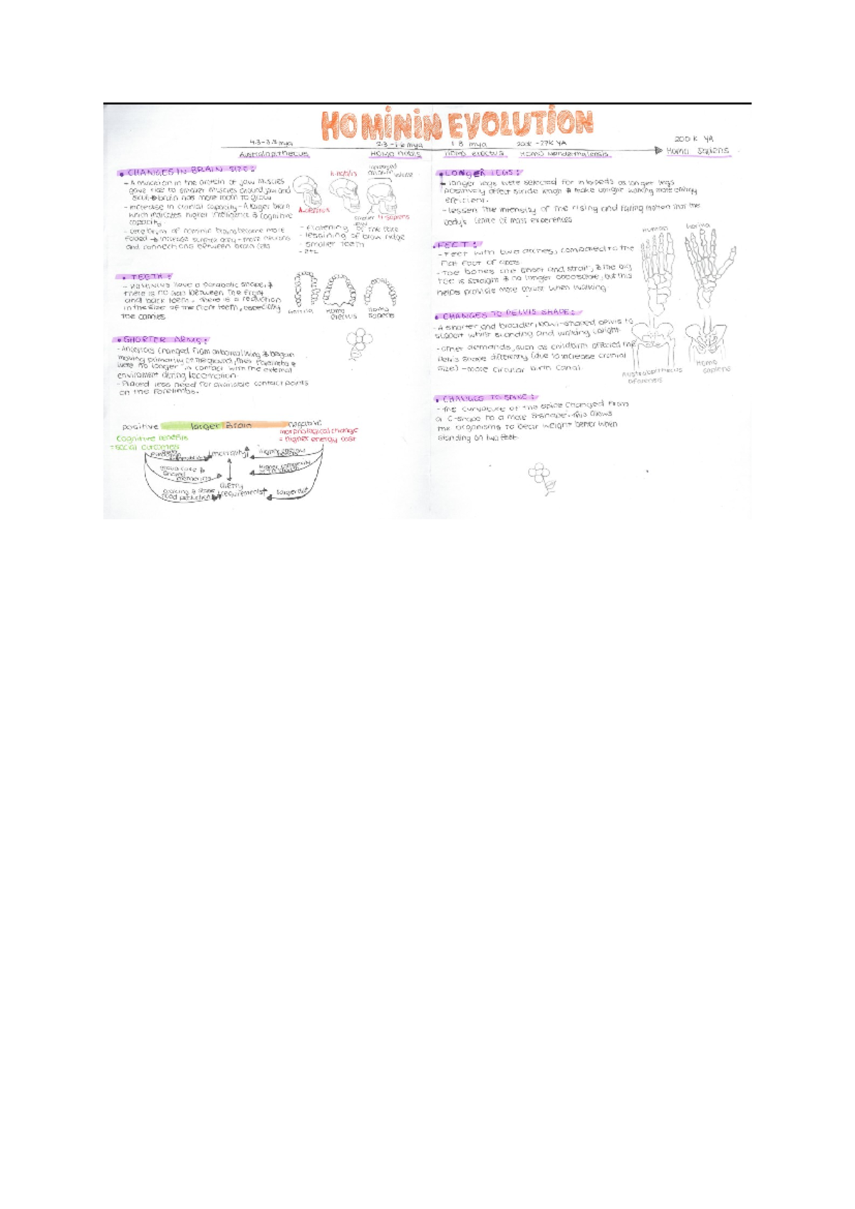 Hominin evolution- biology poster - HOMININ EVOLUTION 1 mya 200k YA 200 ...