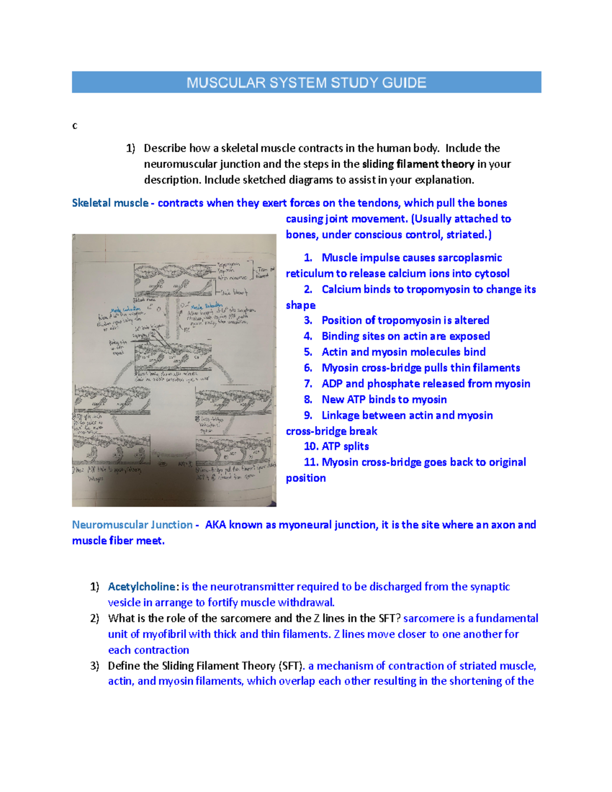 Muscular System Study Guide 2022 Final - c Describe how a skeletal ...