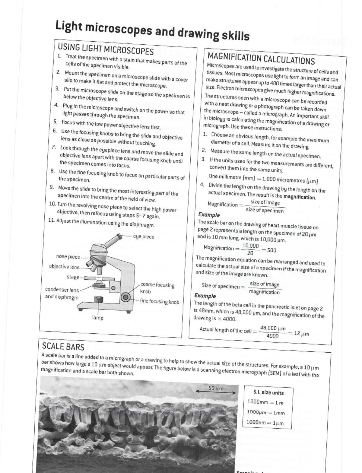 Light Microscope and Scale - Studocu