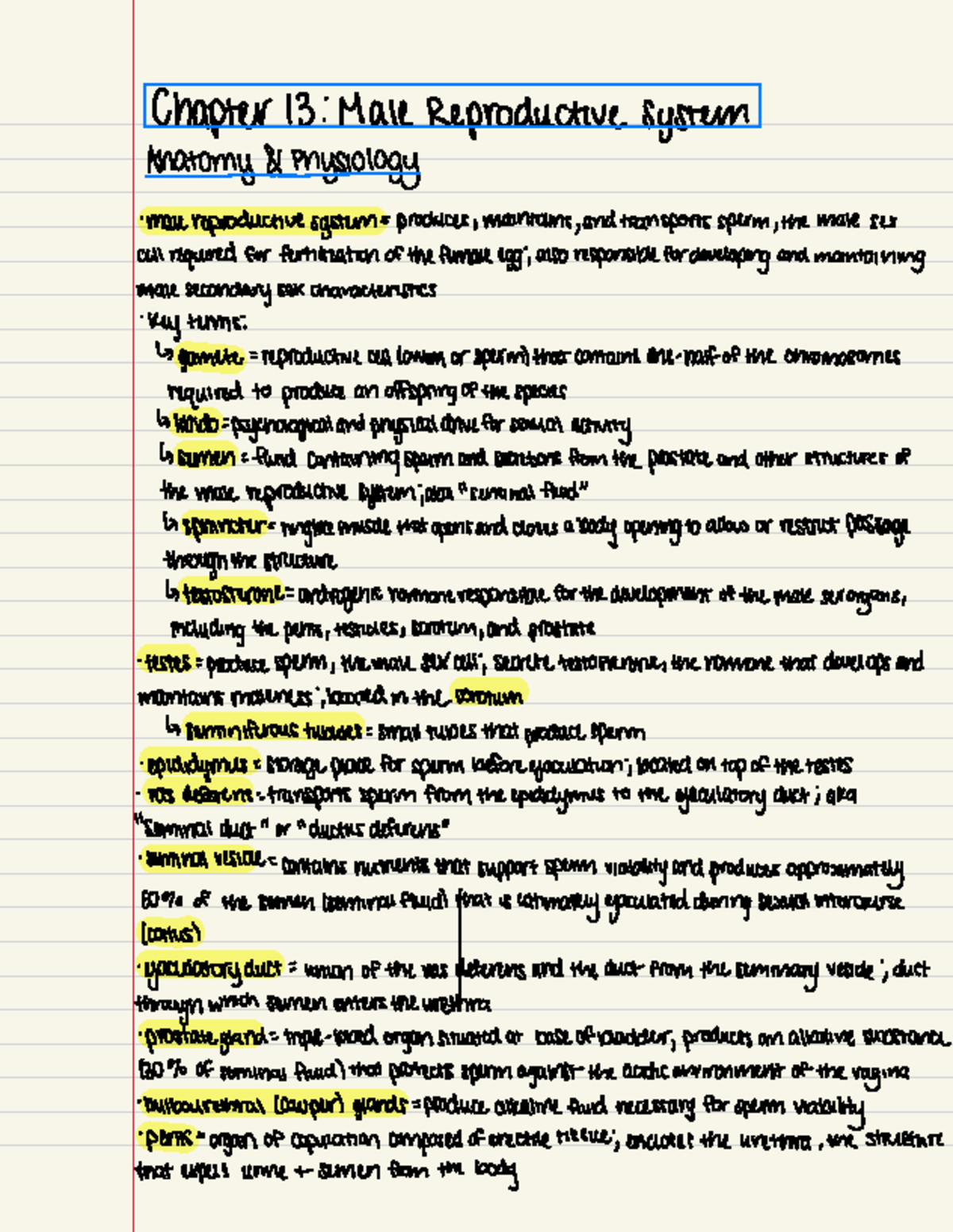 Medical Terminology Male Reproductive System - Chapter13 Reproductive ...