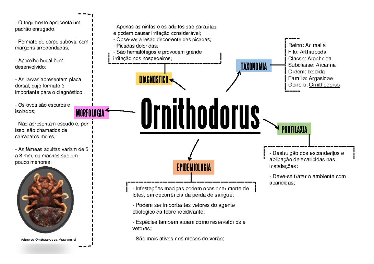 Genero Ornithodorus - Carrapatos - Ornithodorus TAXONOMIA Apenas as ...