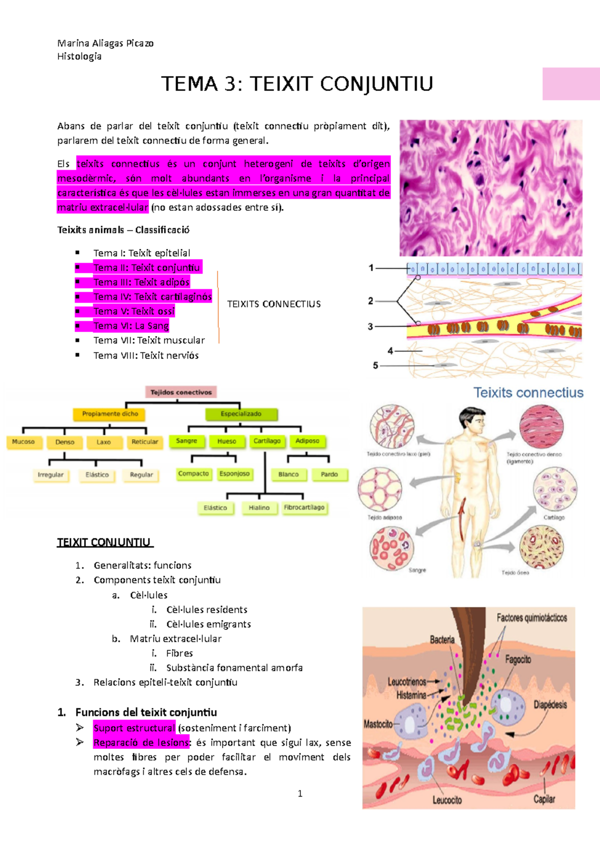 Tema 3: teixit conjuntiu - Histologia Abans de parlar del teixit ...