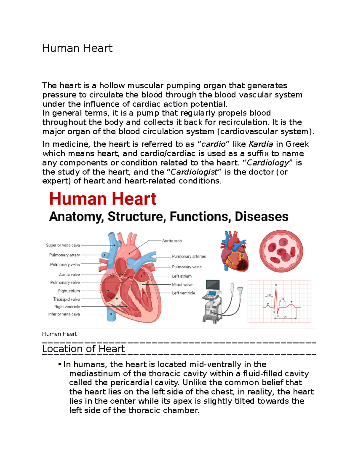 Human Heart - notes - Human Heart The heart is a hollow muscular ...