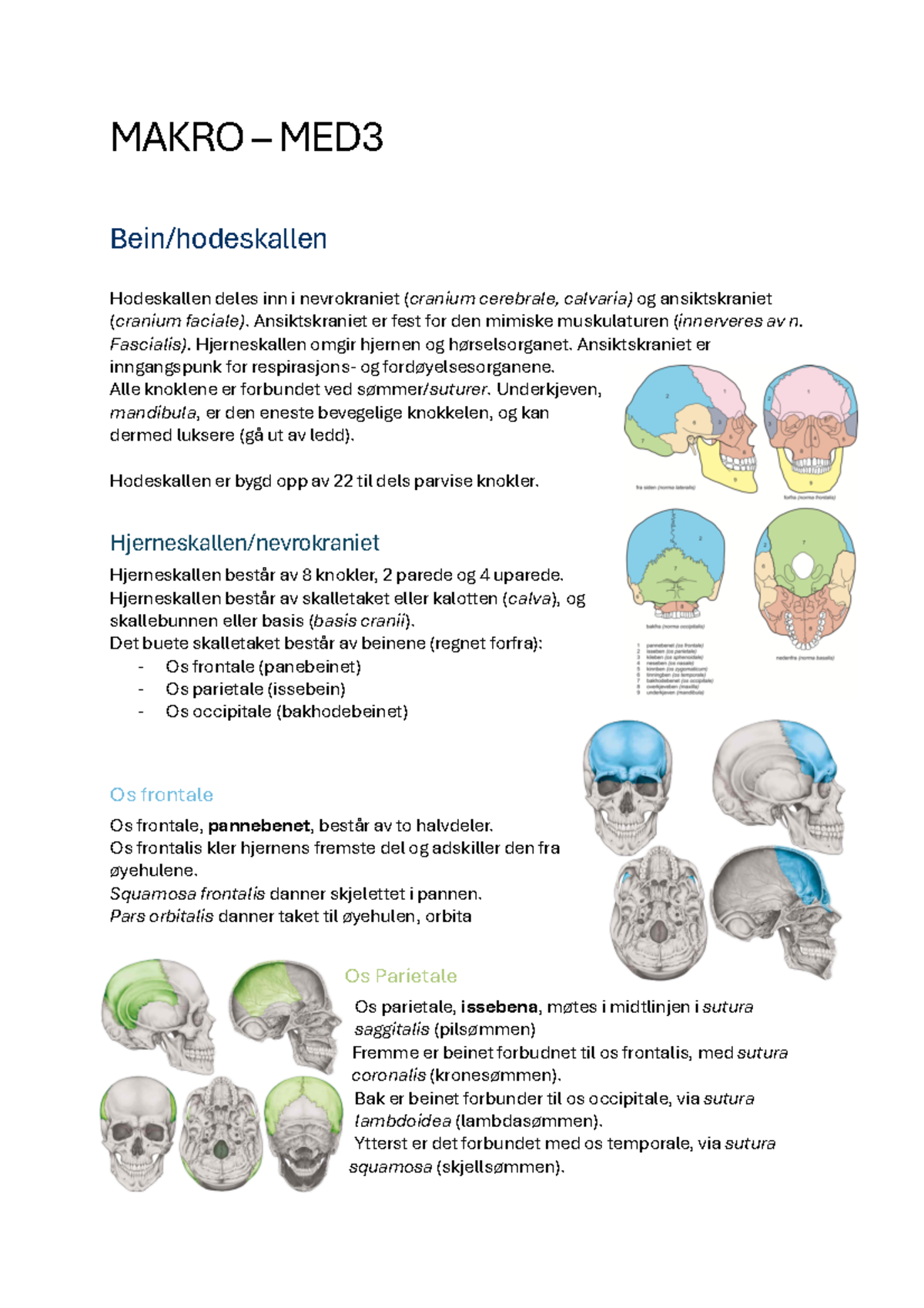 Makroanatomi, ben i hodeskallen - MAKRO – MED Bein/hodeskallen ...