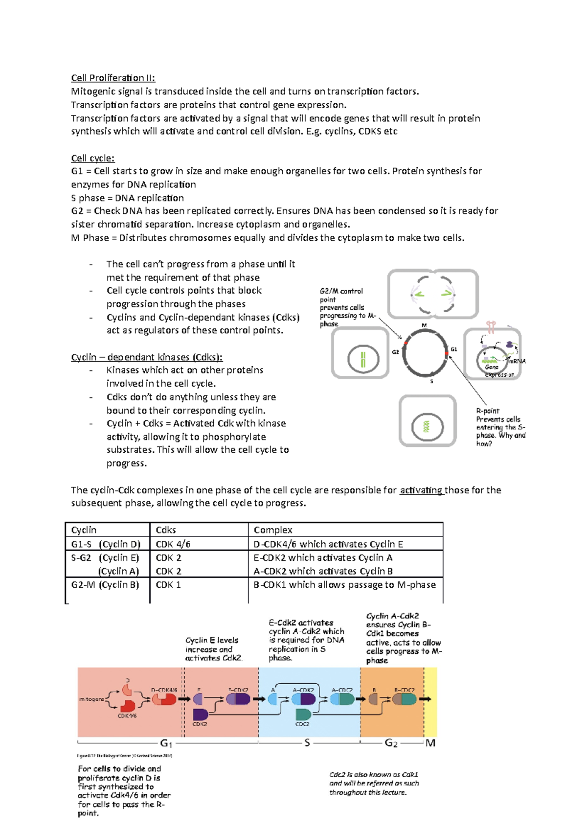 Cell Proliferation II lecture - Cell Proliferation II: Mitogenic signal ...