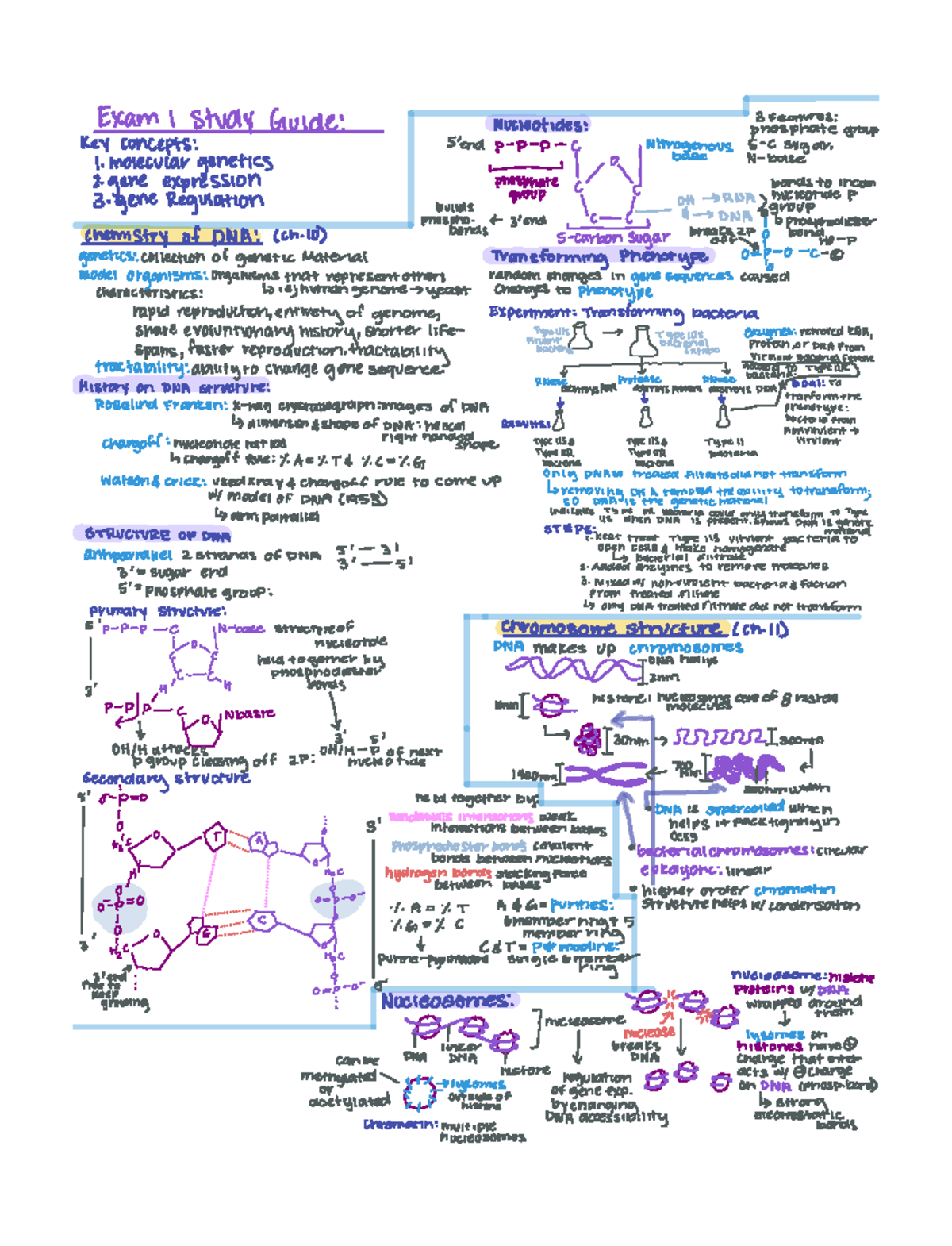 molecular genetics, gene expression, and gene regulation - Exam I 3 ...