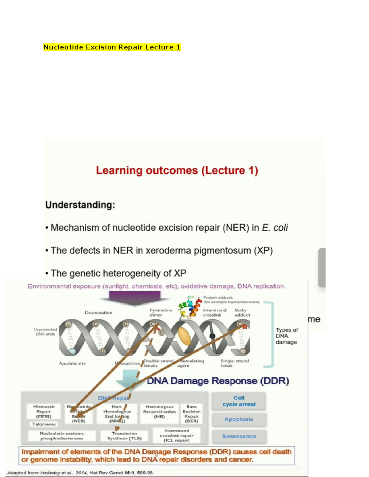 Topic 4 NER lecture 1 - Nucleotide Excision Repair Lecture Genome ...