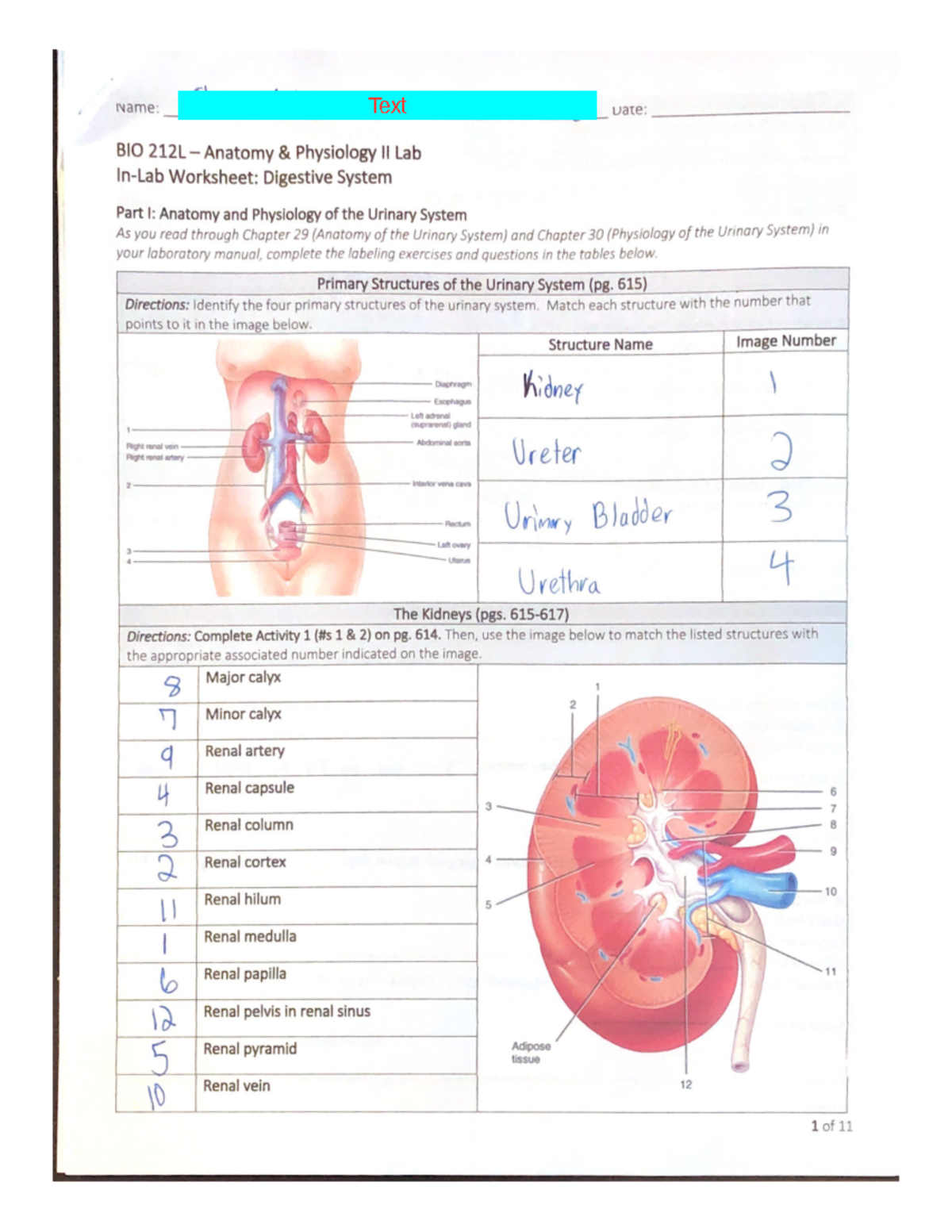 Lab9 Handout - Urinary System - Name: Text Date: BIO 212L Anatomy ...