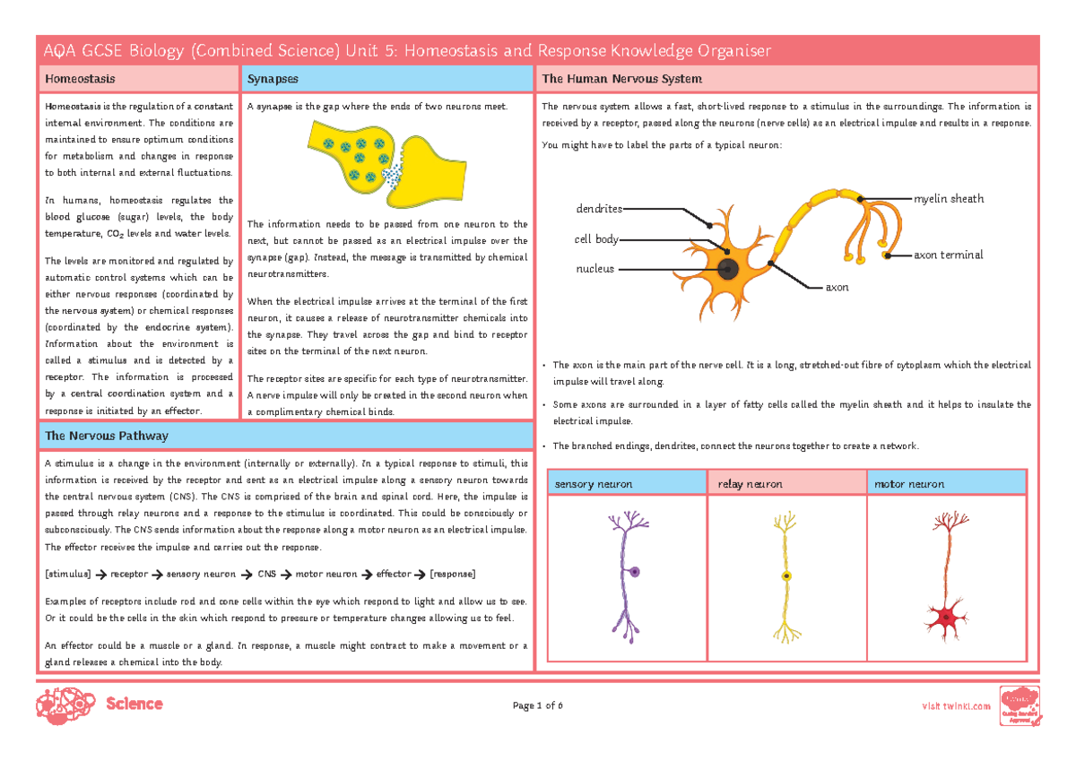 AQA Homeostasis and Response Knowledge Organiser - Homeostasis ...