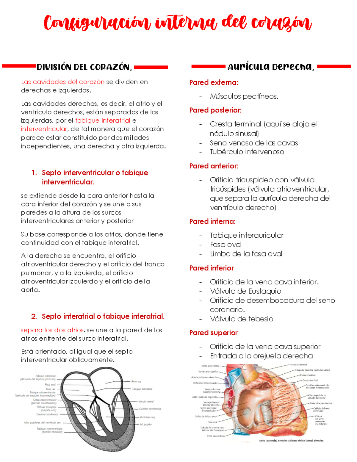 Corazon, configuracion interna - Configuración interna del corazón ...