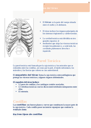 Torax Completo - Limites de la caja torácica Superior, Inferior Lateral ...