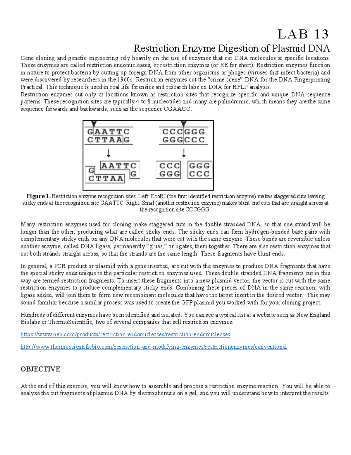 Lab 13 RE DIgests - bio203 L - LAB 13 Restriction Enzyme Digestion of ...