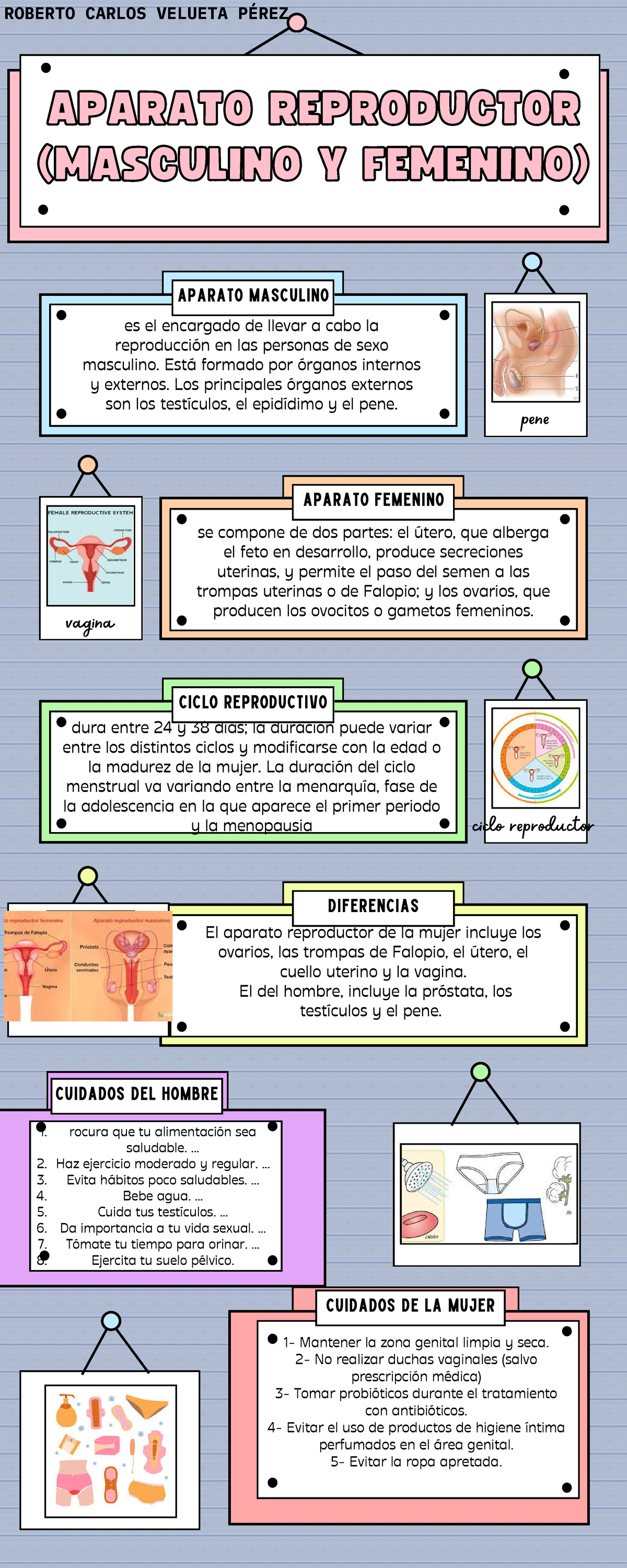 Infografia aparato reproductor masculino y femenino - aparato masculino ...