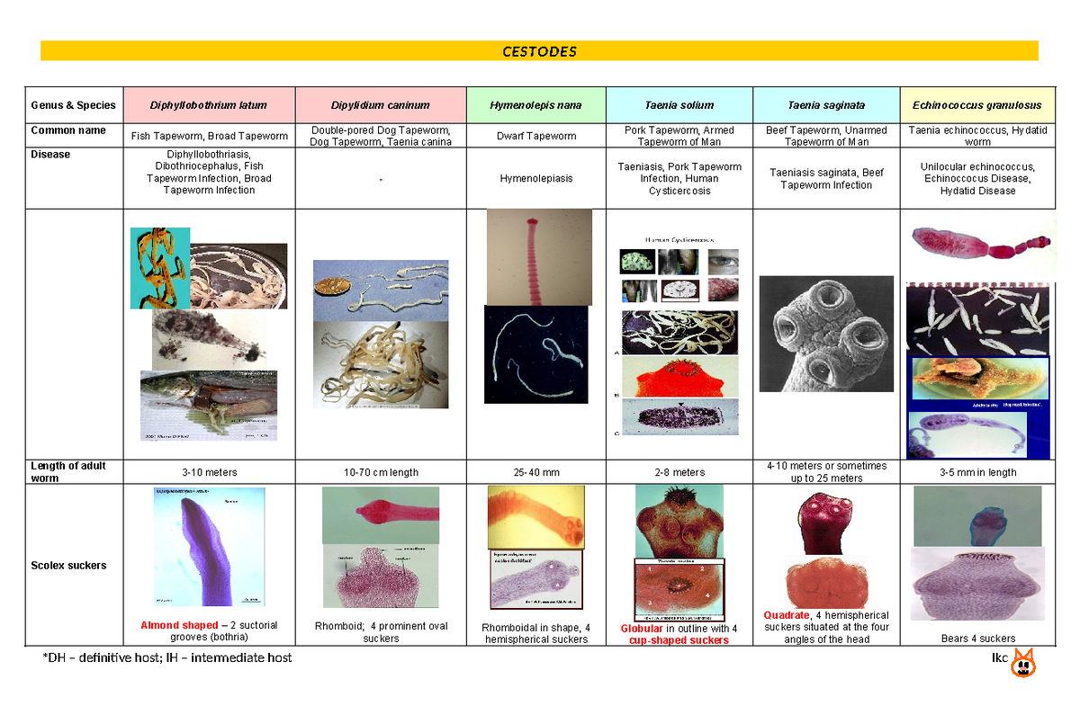 Cestodes - Tabulation - Genus & Species Diphyllobothrium latum ...