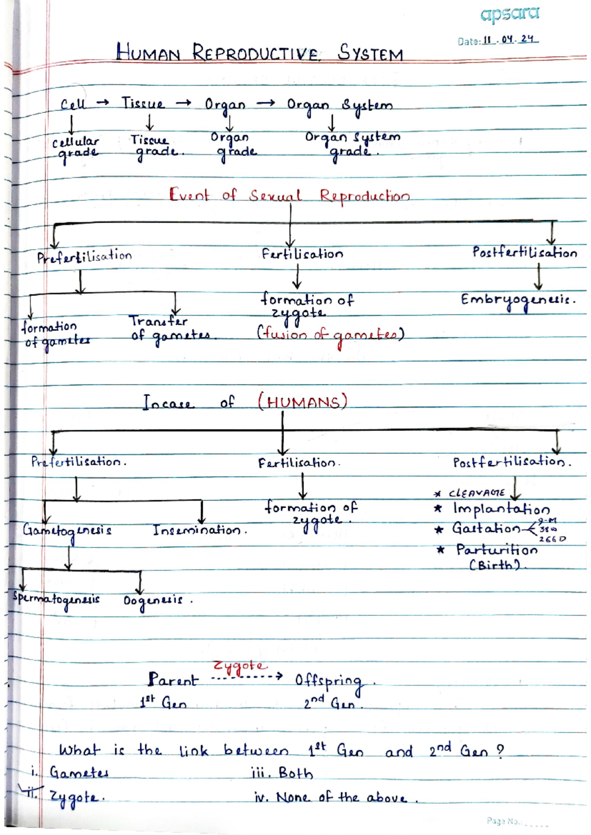 Male reproductive system - apsara Date: 11.04 HUMAN REPRODUCTIVE SYSTEM ...