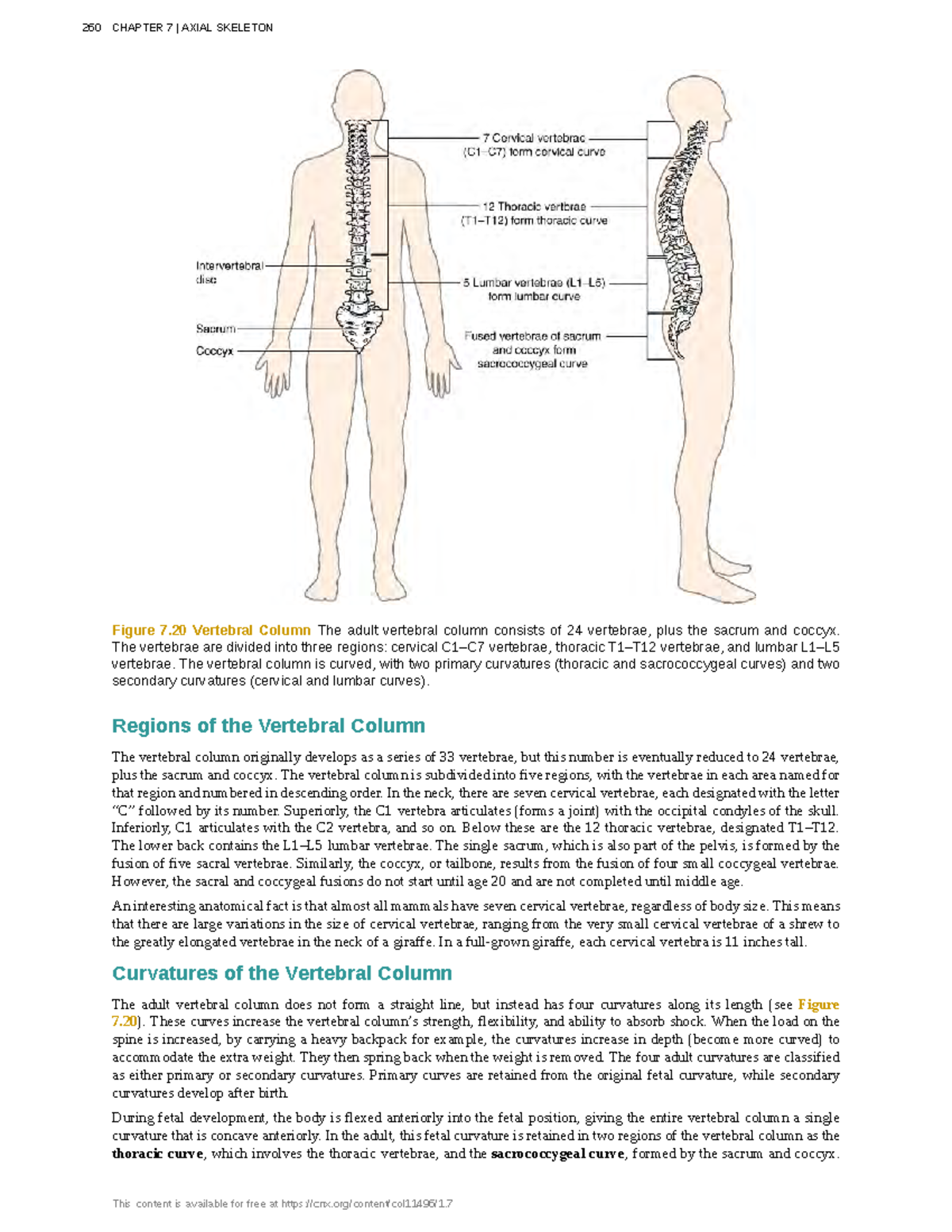 Anatomy-physiology-90 - Figure 7 Vertebral Column The adult vertebral ...