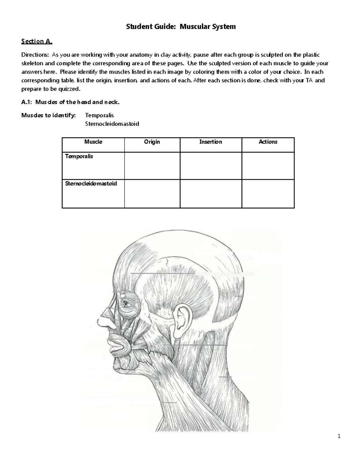 Muscles 1-Student Activity F18 - Student Guide: Muscular System Section ...