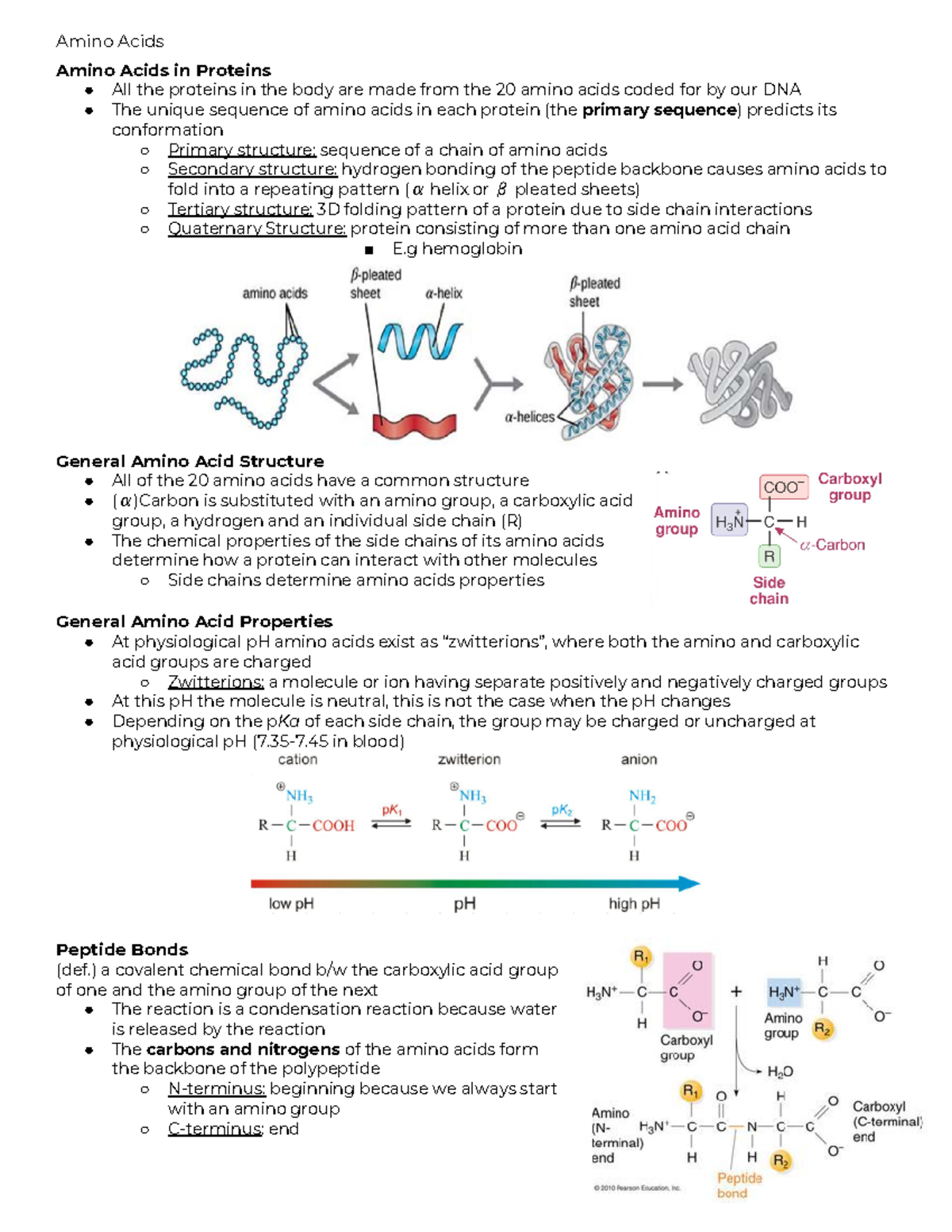 Amino Acids - Lecture notes all - **Amino Acids in Proteins ** All the ...