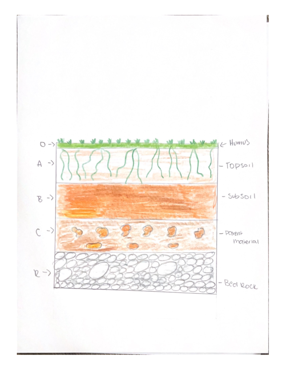 Soil sketch - GLY1010 - 0 Humus A Topsoil Subsoil B C Parent material R ...