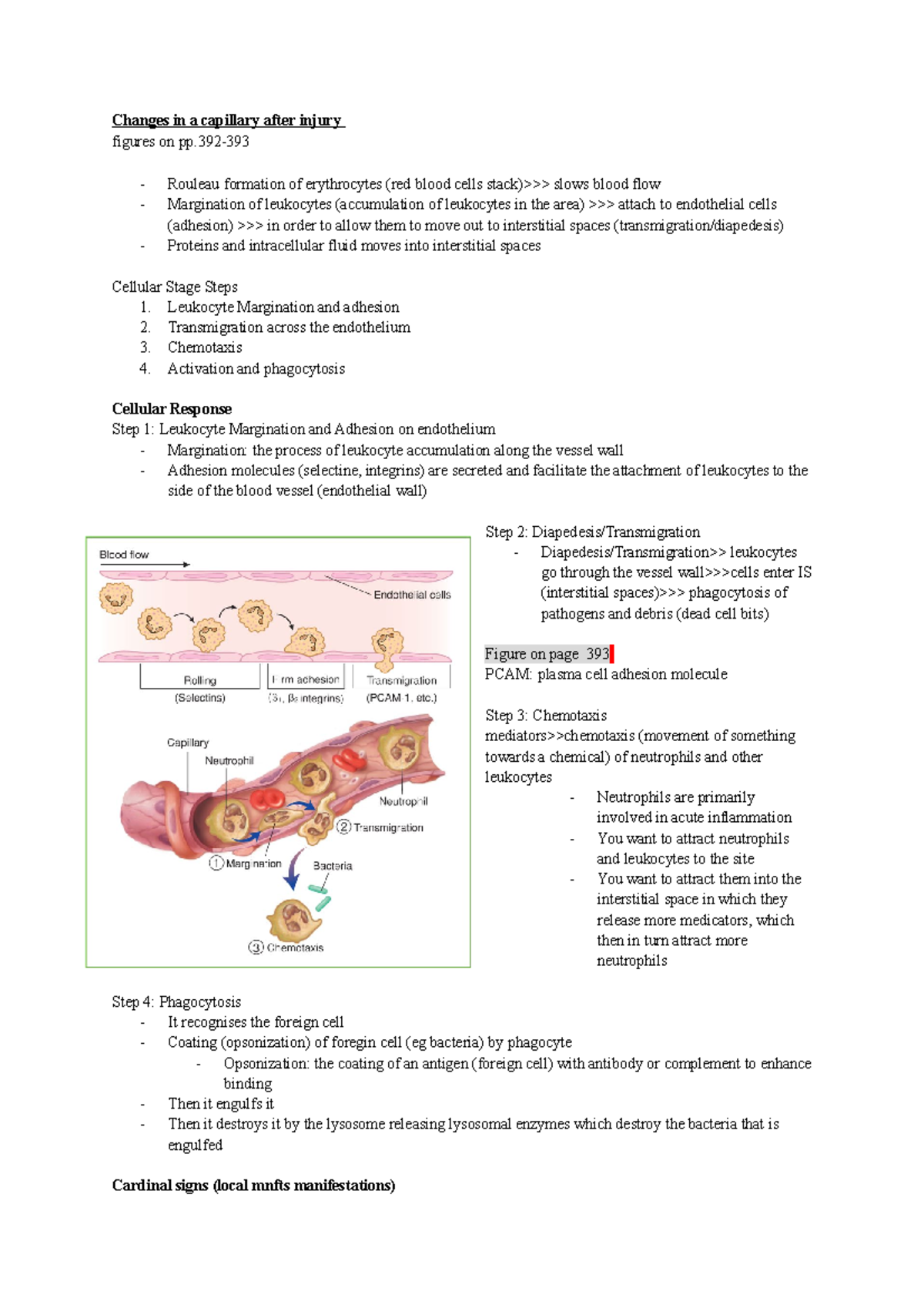 Changes in a capillary after injury - Changes in a capillary after ...