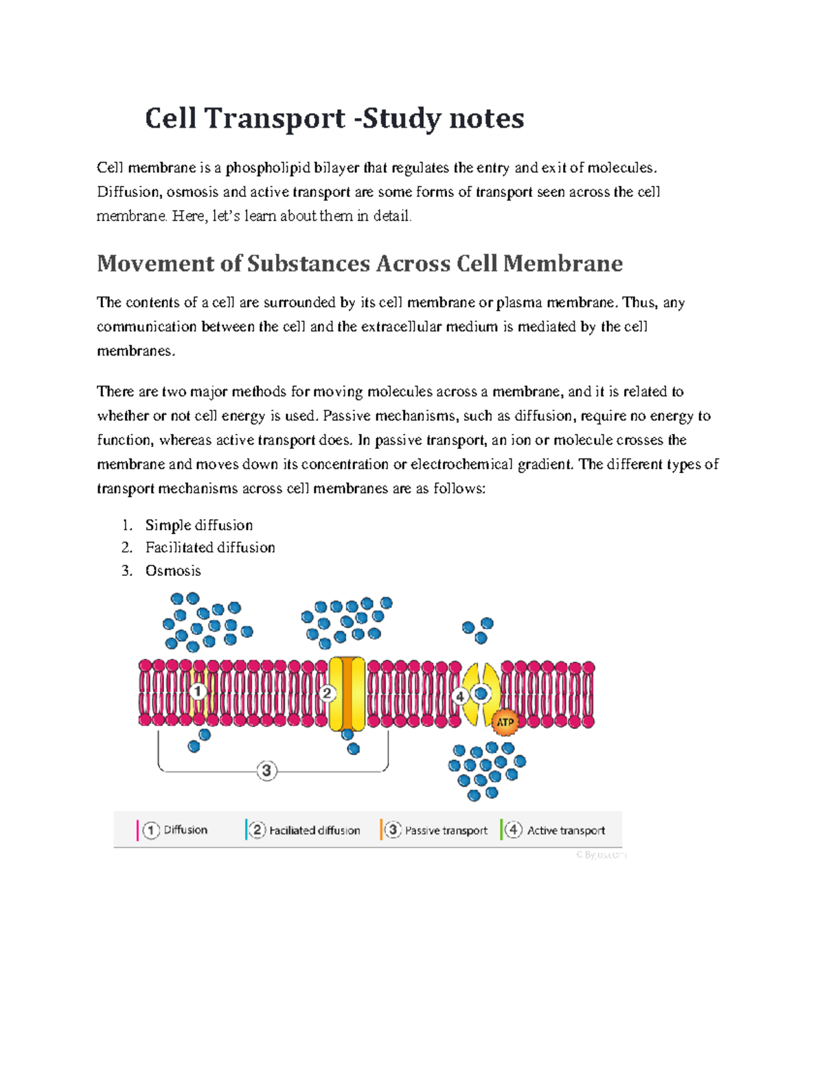 Cell transport study notes - Ac Cell Transport - Study notes Cell ...