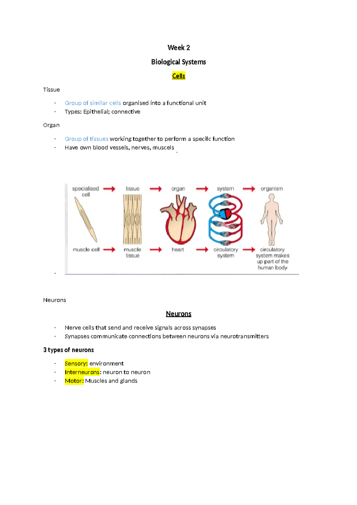Week 2 Biological Systems - Week 2 Biological Systems Cells Tissue ...