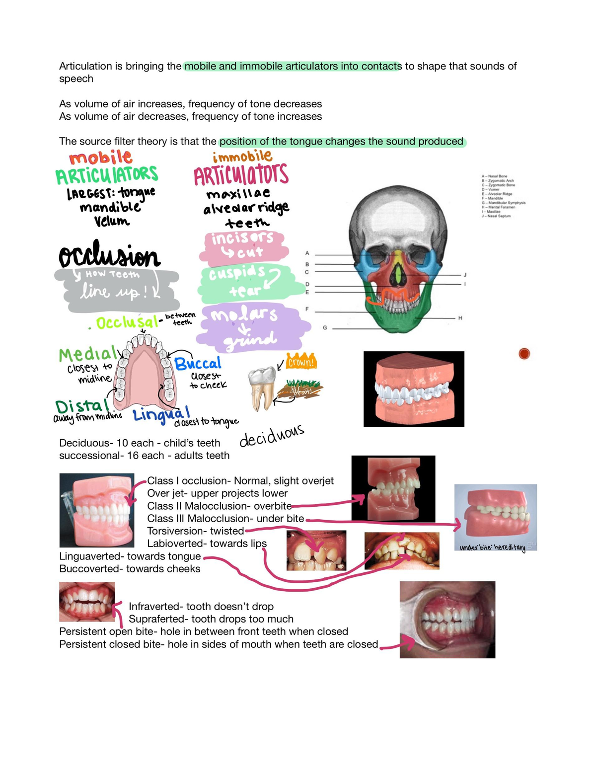 Articulation study guide pdf - CD 2203 - Studocu