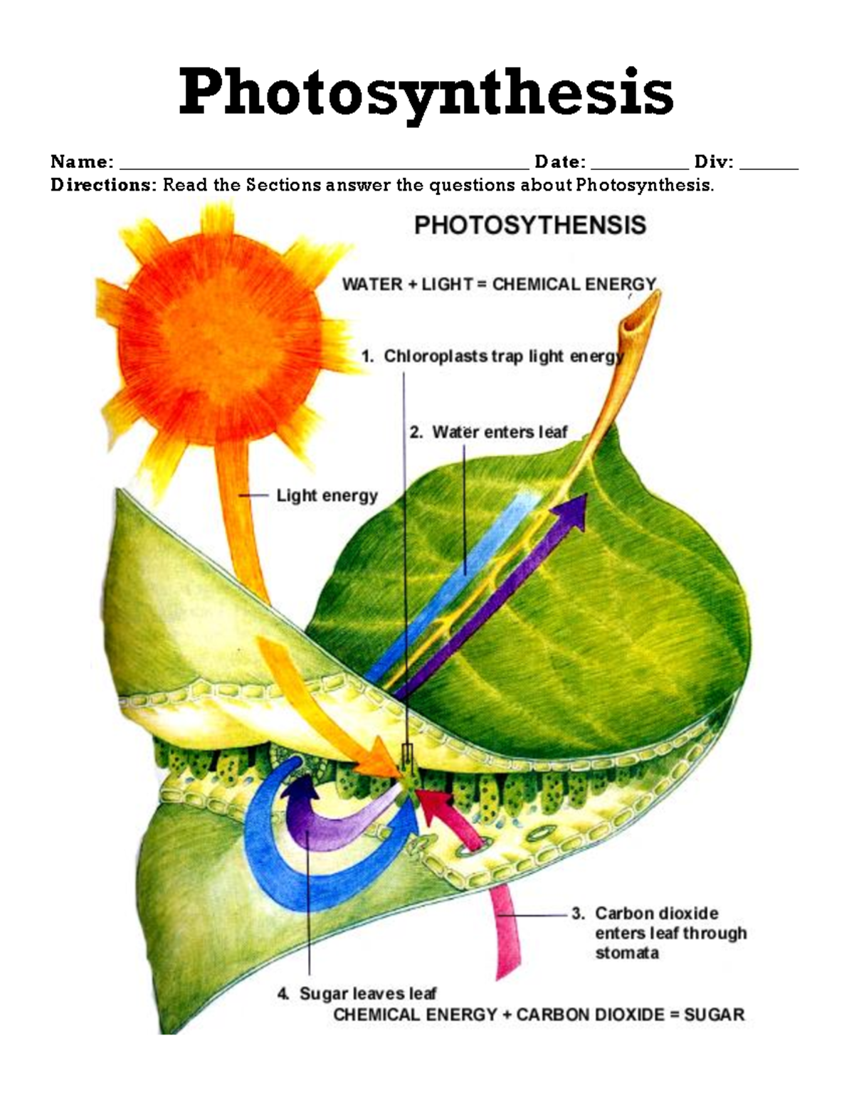 Photosynthesis reading - Photosynthesis Name ...