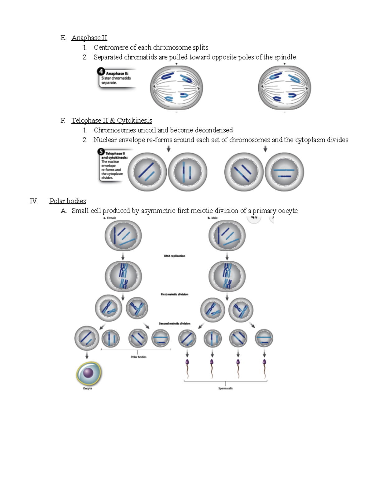 Nondisjunction - E. Anaphase II 1. Centromere of each chromosome splits ...