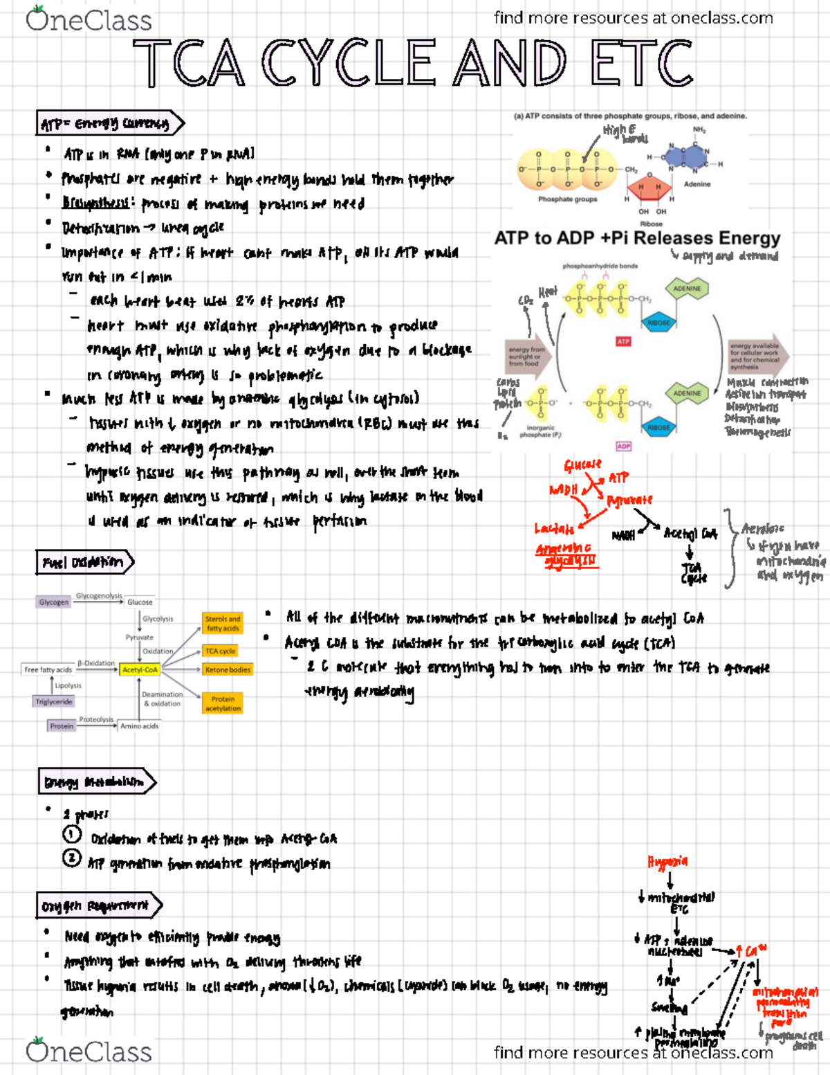 Tca cycle and etc - Dr. Terry - TCA CYCLE AND ETC ¢ ¢ ¢ . ####### D CC ...