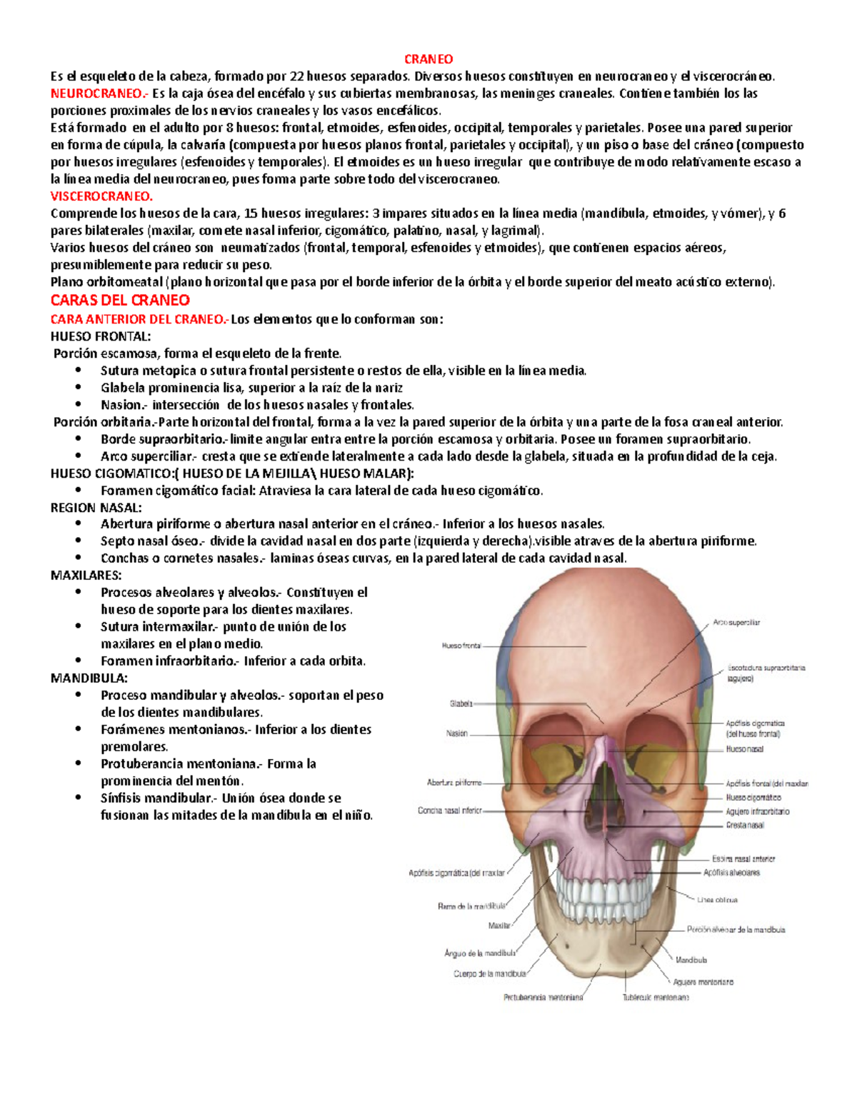 Craneo - ANATOMIA DEL CRÁNEO - Anatomía con orientación clínica ...