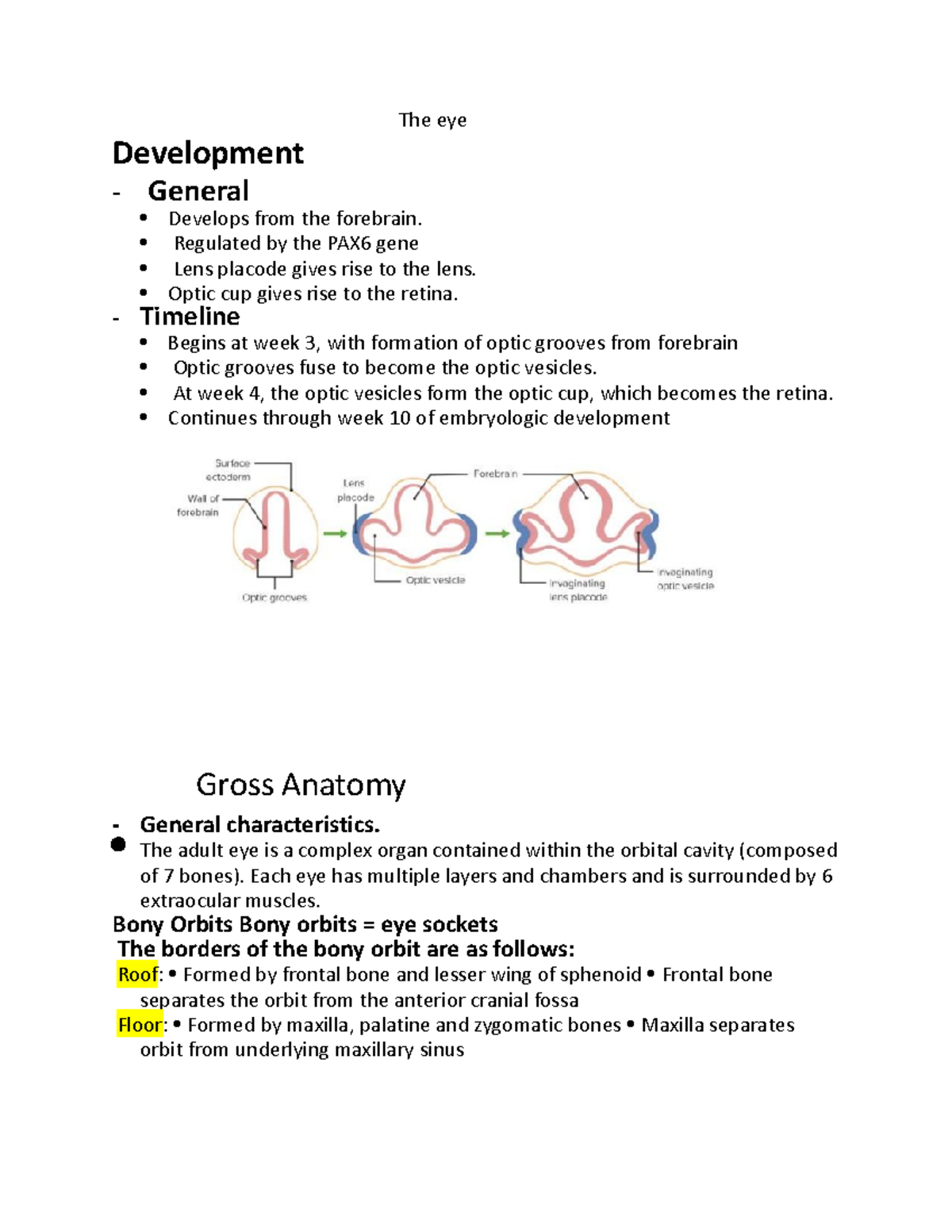 The eye - Structure of eyes - The eye Development General Develops from ...