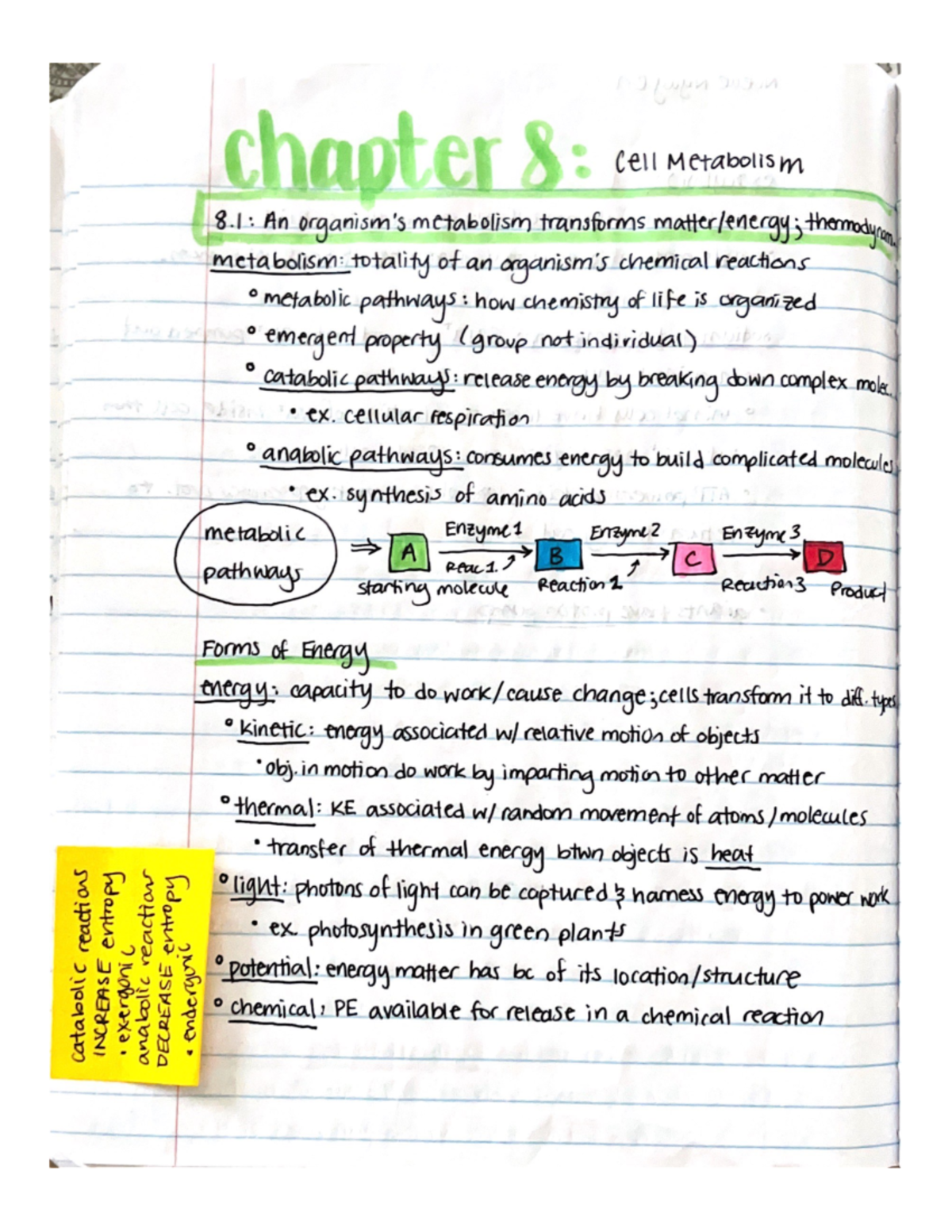 Ch 8: Cell Metabolism - Studocu
